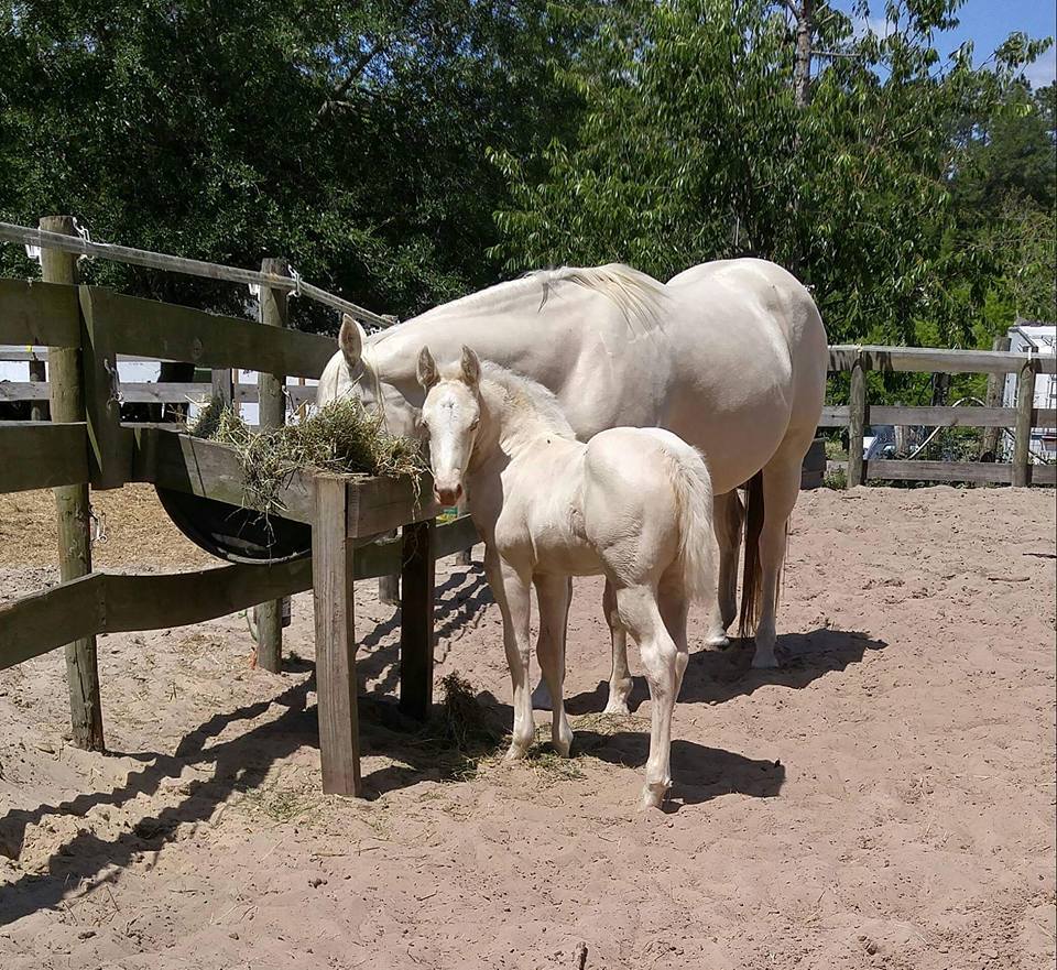 STALLIONS – J AND A STABLES, INC.