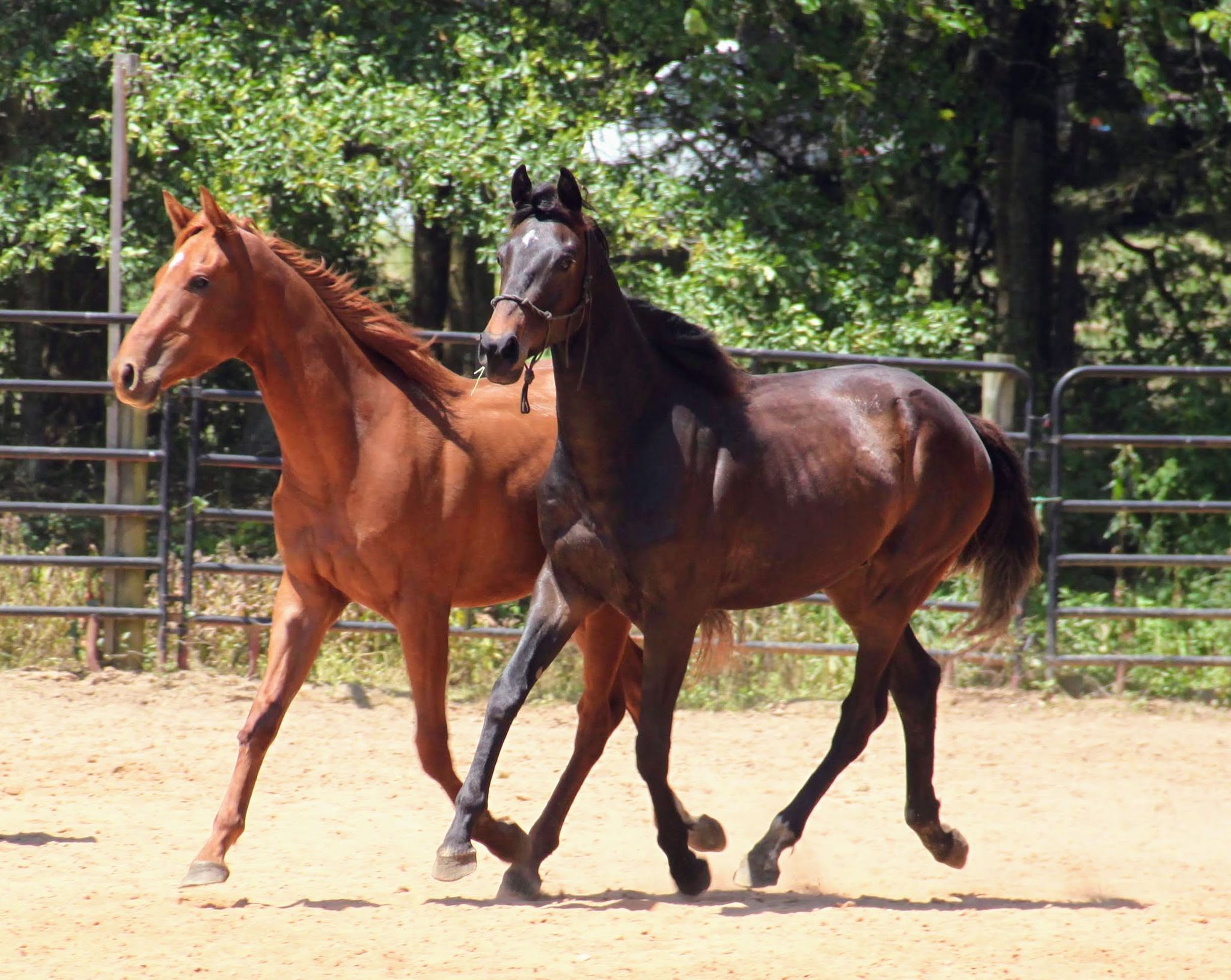 HORSES FOR SALE – J AND A STABLES, INC.