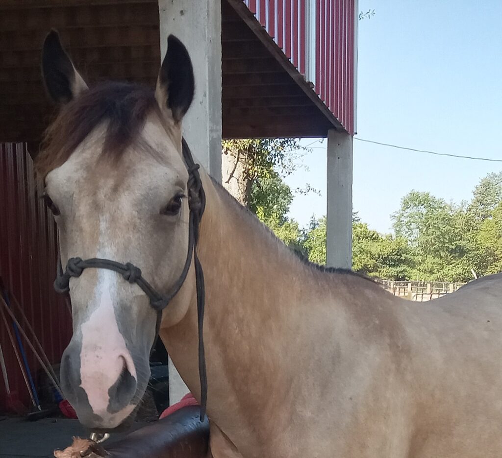 STALLIONS – J AND A STABLES, INC.